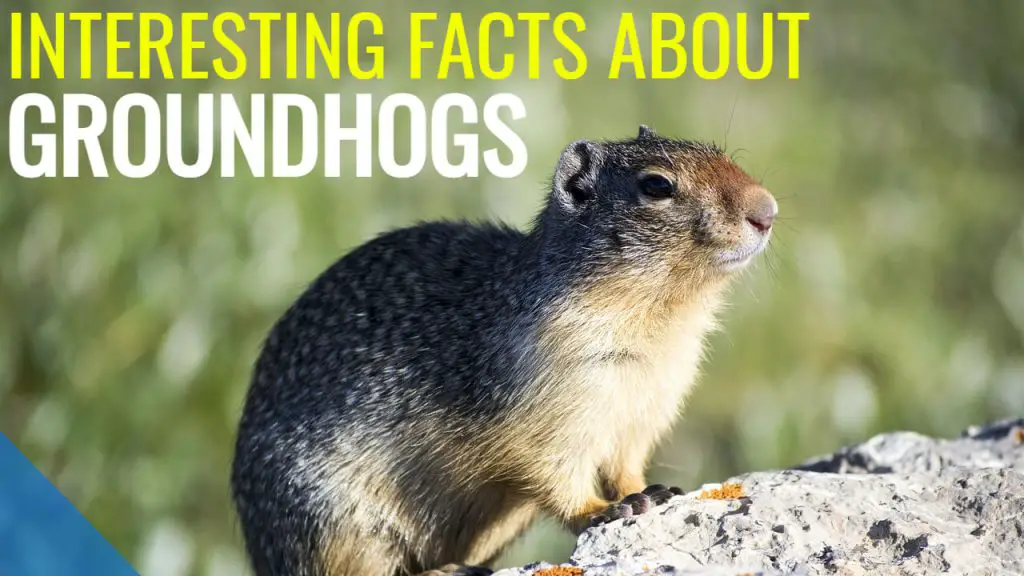 17 Facts about Groundhogs [Groundhog Lifespan, Eating Habits and more]