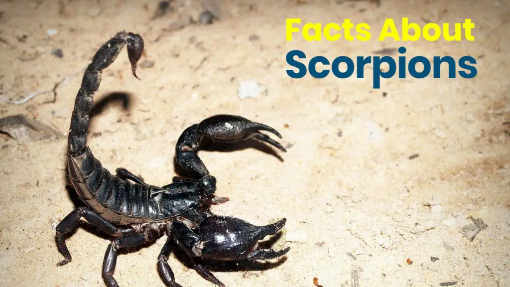 17 Facts About Scorpions [Lifespan, Eating Habits, Survival Skills & More]